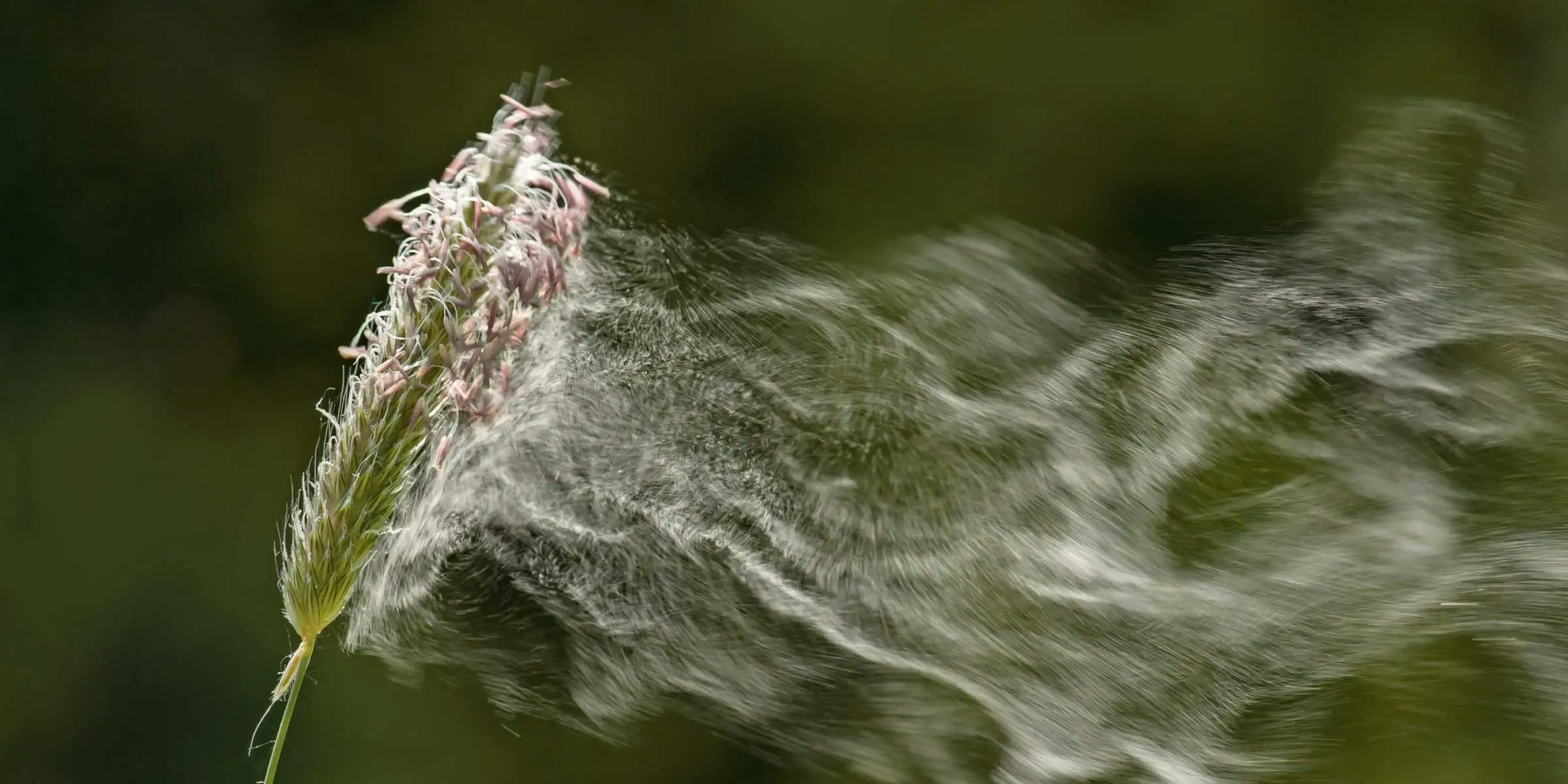 Treating Seasonal Allergies: How Gut Health Helps Symptoms | ION*